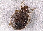 APC Pest Control in Norwich, Norfolk NR8 6LU