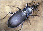 APC Pest Control in Norwich, Norfolk NR8 6LU