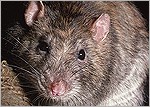 APC Pest Control in Norwich, Norfolk NR8 6LU